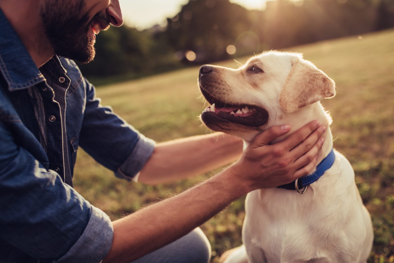 10 essential items for dog lovers - Price.com Blog